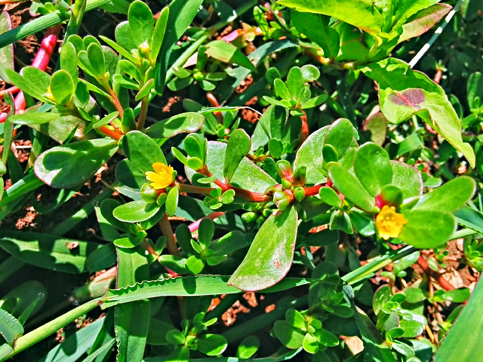 Permacultura, Autosuficiencia y Tecnología: Verdolaga, Otra Planta ...