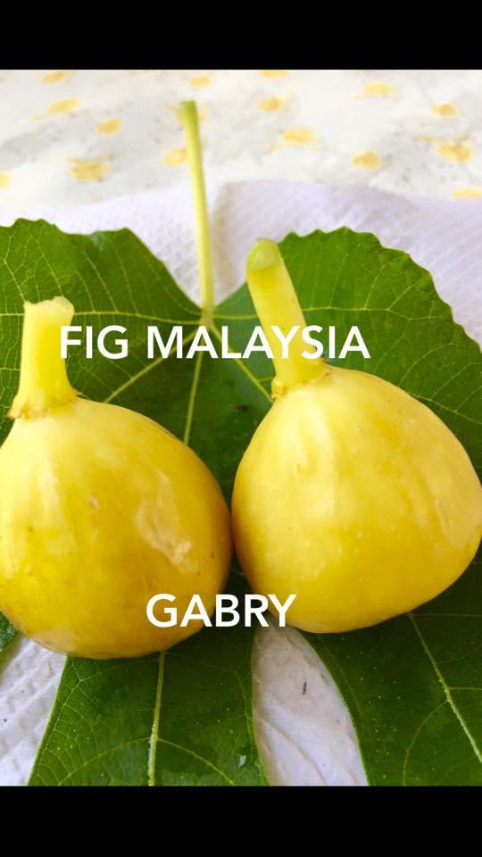 Gabri Fig - Var Tin