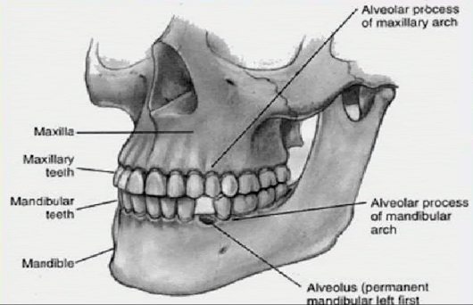 Alveolar Arch
