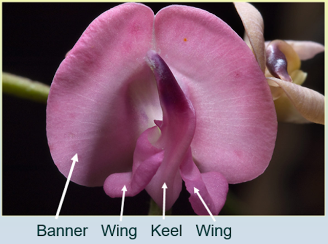 Nature Ramblers: Ramble Report May 9 2019