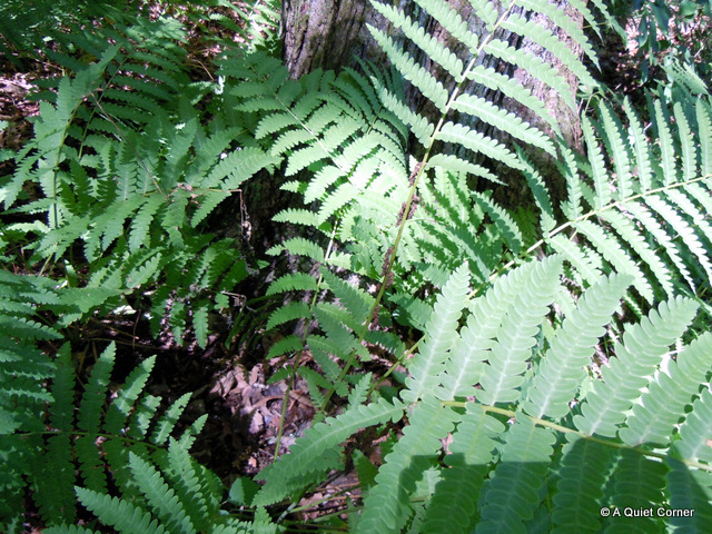 The Wonderful World of Ferns