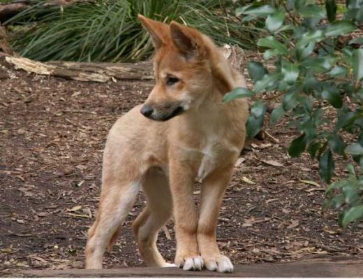 Animal Encyclopedia: Dingo