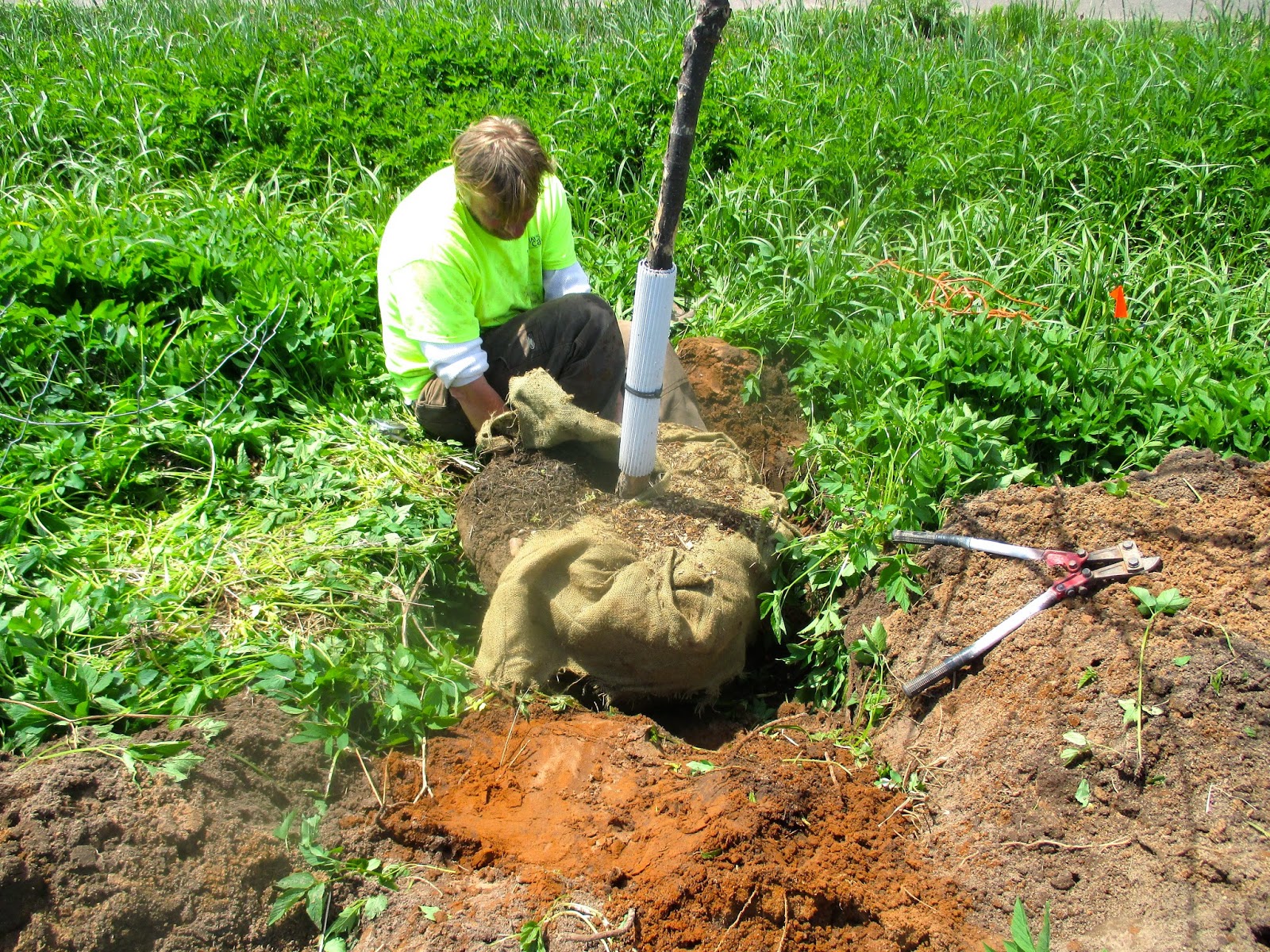 Art's Bayfield Almanac: HOW TO PLANT BALLED AND BURLAPPED TREES, AND ...