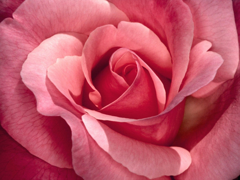 Romantic Flowers: Pictures of Roses
