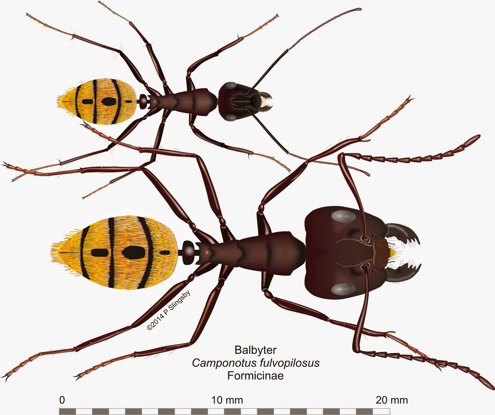 - Ants of Southern Africa -: Large Camponotus sp: very large Sugar ants