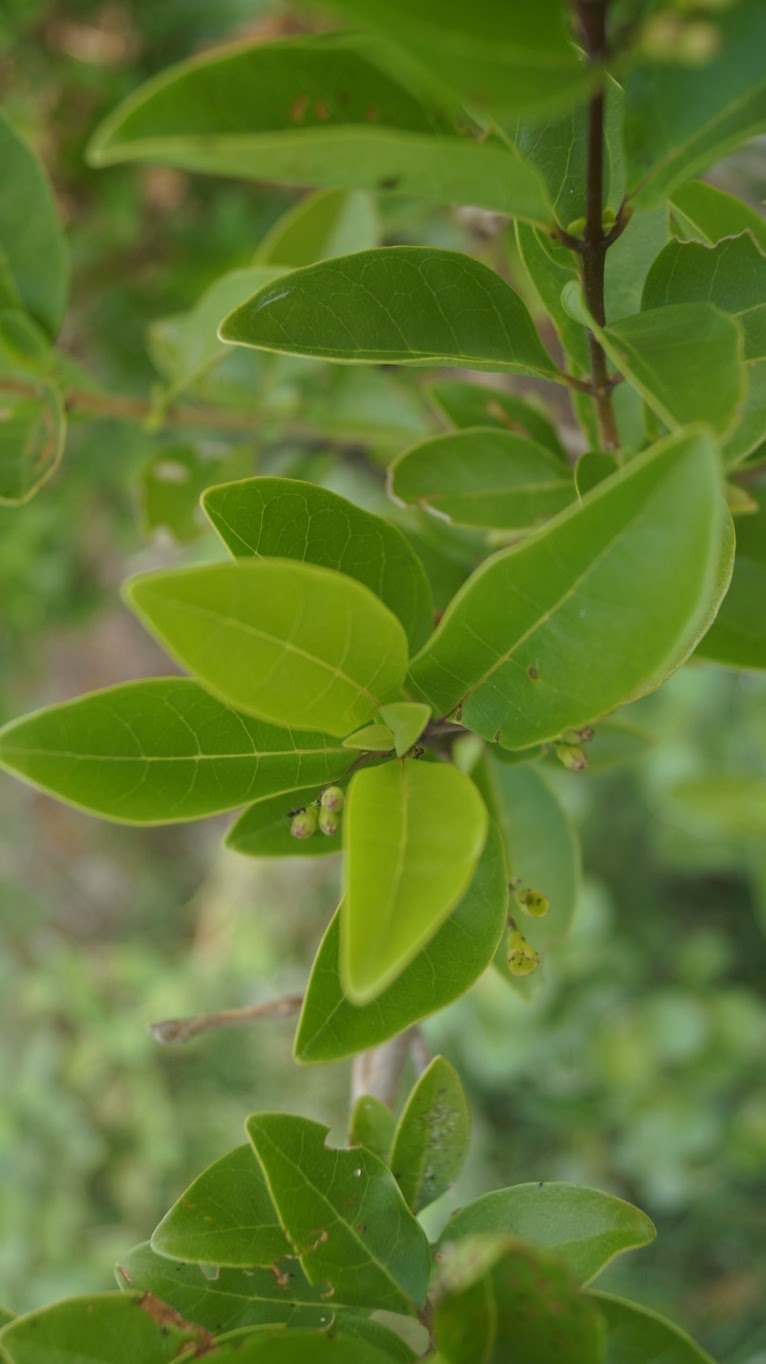 Clerodendrum inerme ~ Plants for Life