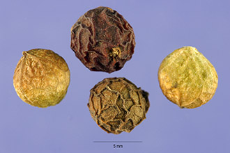 Fruit Seeds of Southern Michigan: Celtis occidentalis -- Northern Hackberry