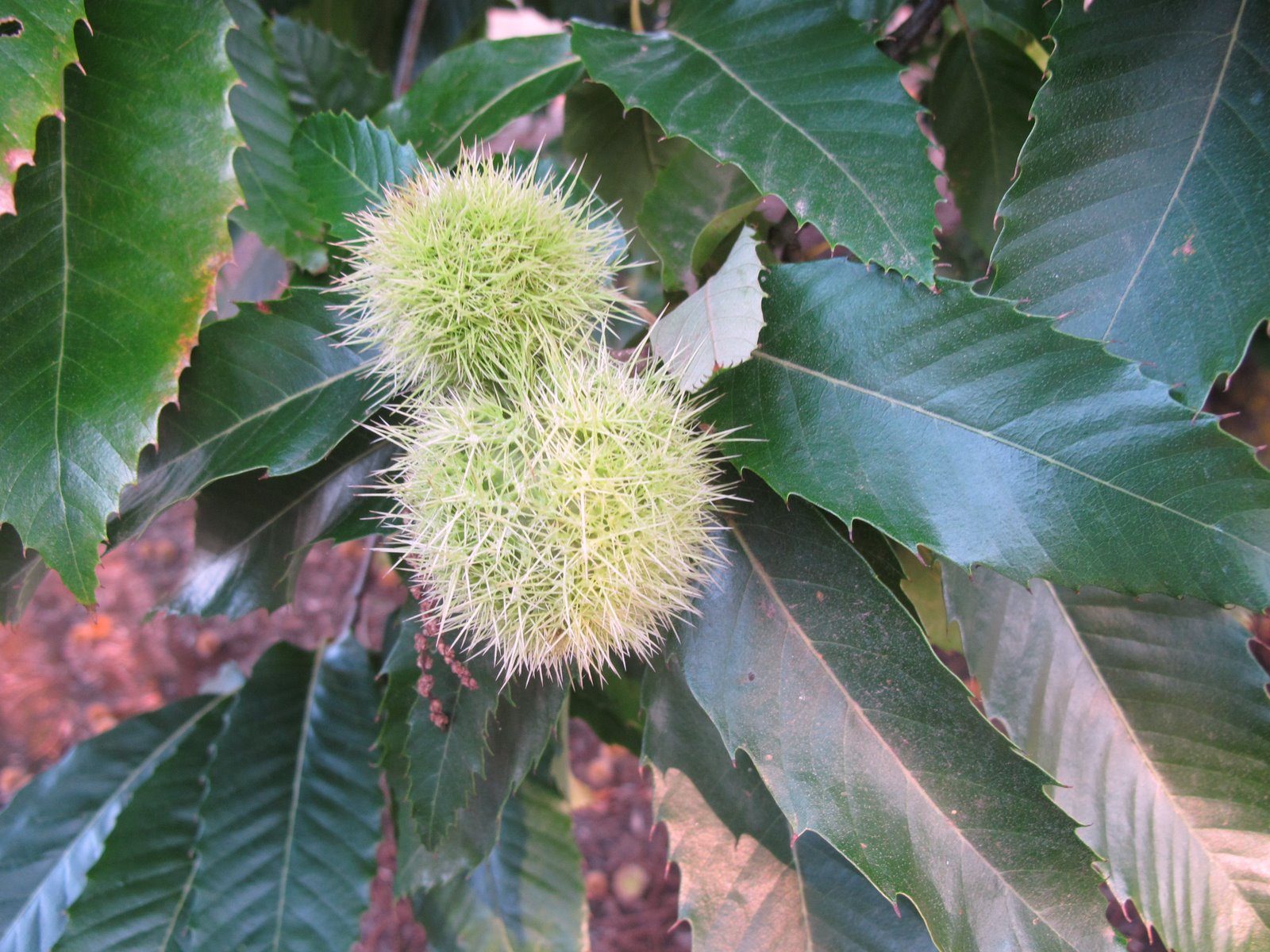 FLORA NEL SALENTO e.. anche altrove: Castanea sativa Mill. - Fagaceae ...