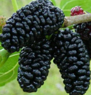 Despre fructe si legume: IAGODE SAU AGUDE ( DUDE ) NEGRE