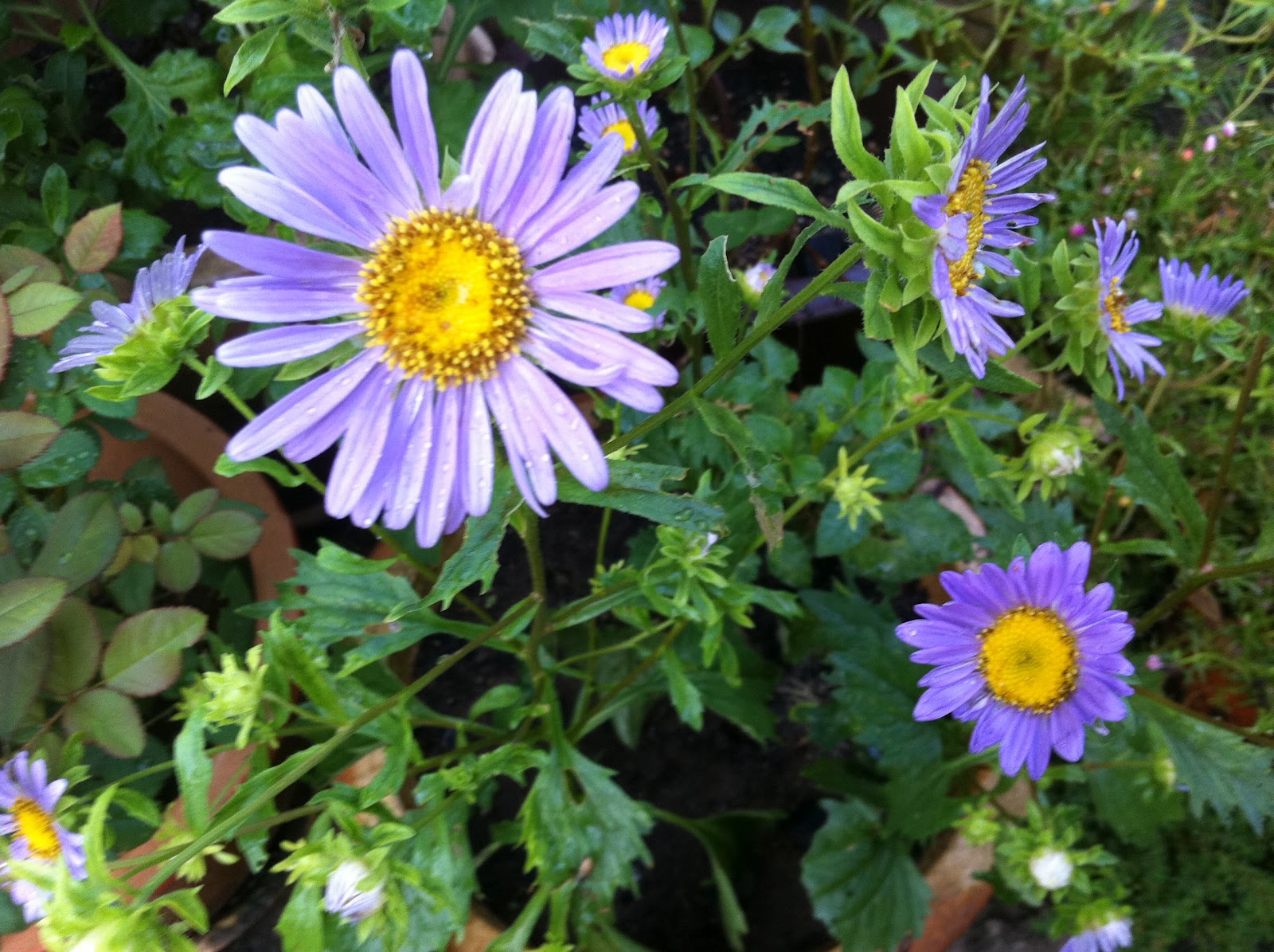 My Experimental Garden: Aster variety