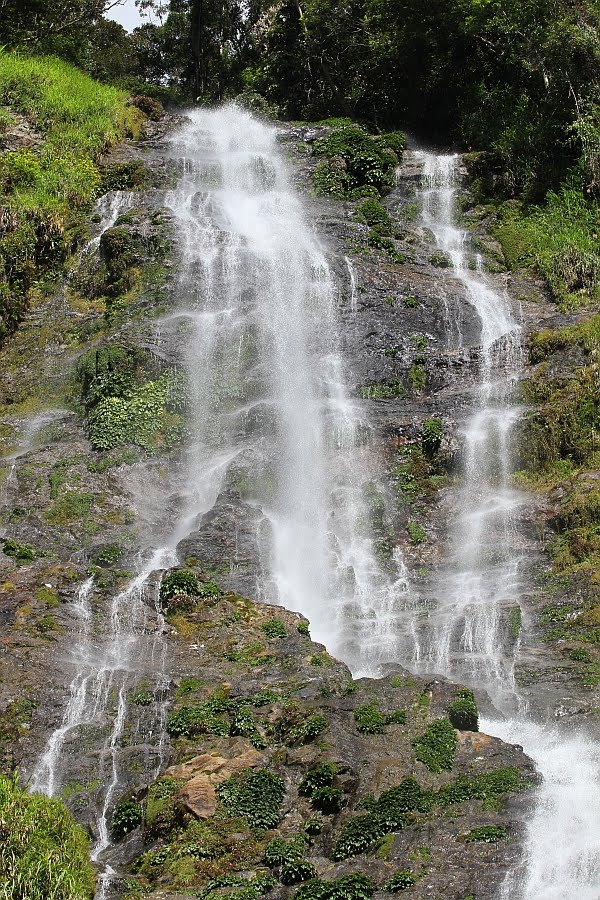 Dig deep: 29 June - 4 July 2011: Poring, Sabah