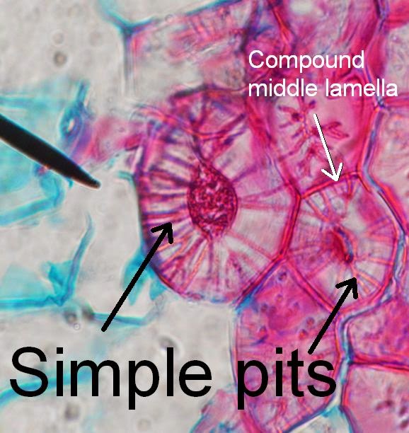 Bio Geo Nerd: Plant Cell Wall Lab