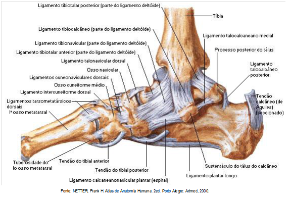 Osteopatia: Anatomia Pé 1