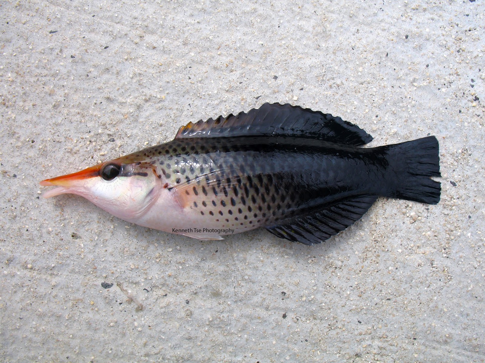 Hawaii Bottom Fish Species