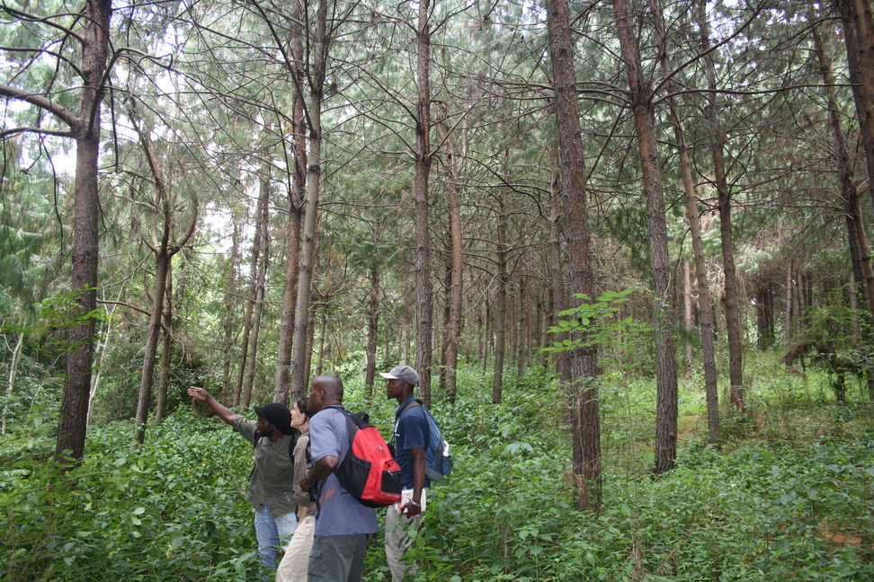 Times in Tanzania: Northern Mt. Kilimanjaro: Rongai Forest