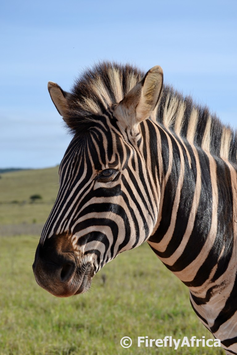 Port Elizabeth Daily Photo: Striped donkey portrait