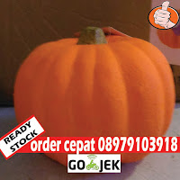 JUAL LABU JACK O LABU HALLOWEEN LABU MAINAN LABU PALSU BONEKA LABU JAKARTA