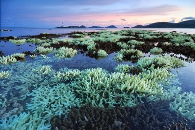 Jeste li znali..: Morske lepeze su životinje?
