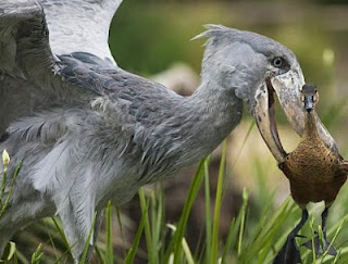 Species Shoebill | Animals In The World
