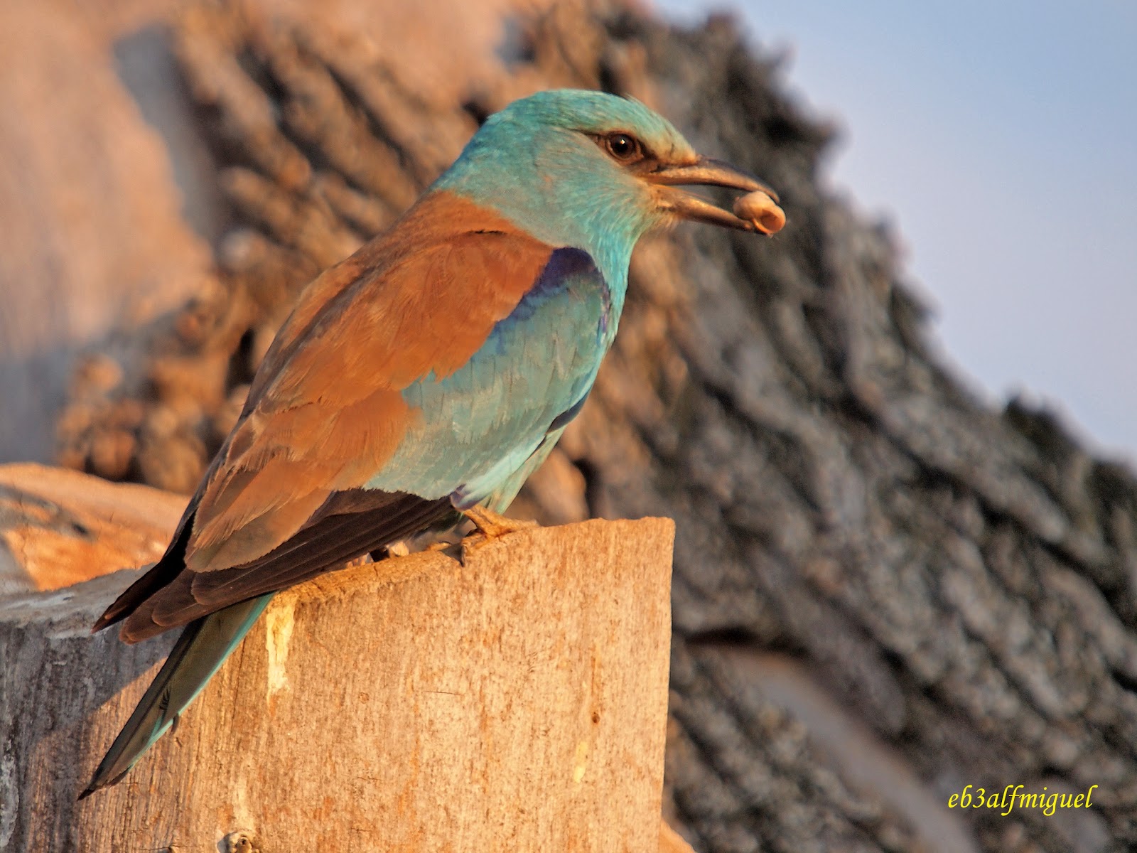 MIS AMIGAS LAS AVES: La Carraca Común y su Dieta