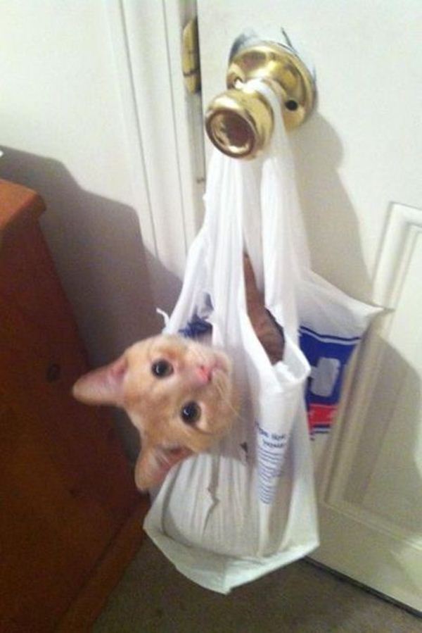 Funny cats - part 50 (30 pics + 10 gifs) | Amazing Creatures