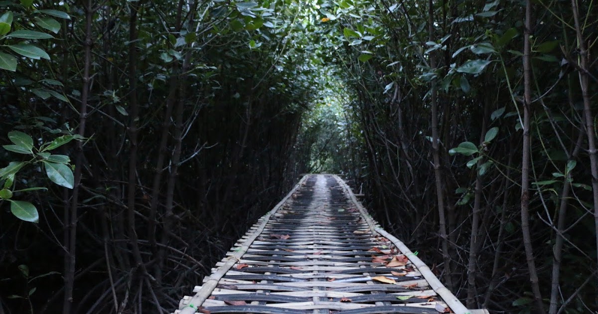 Hutan Mangrove Pantai Tiris Indramayu