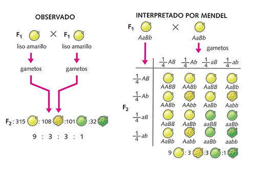 Genetica Mendeliana y Molecular: La Herencia Biológica