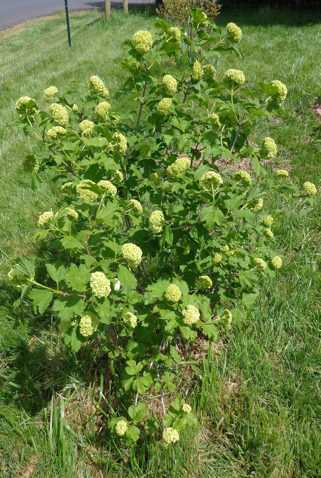 Daniel's Pacific NW Garden: VIburnum