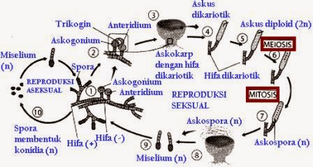 Ciri-Ciri dan Cara Reproduksi Ascomycota | Artikelsiana