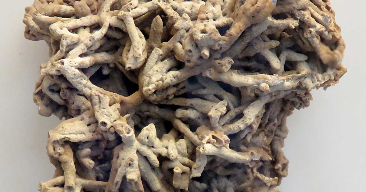 Louisville Fossils and Beyond: Fossil Plant Stems from Germany