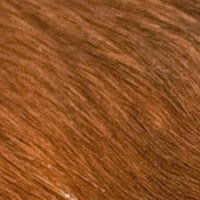 My Cavy Kingdom: Cavy Colours