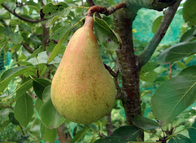 LABORES DE SEPTIEMBRE EN LA HUERTA Y EL JARDÍN