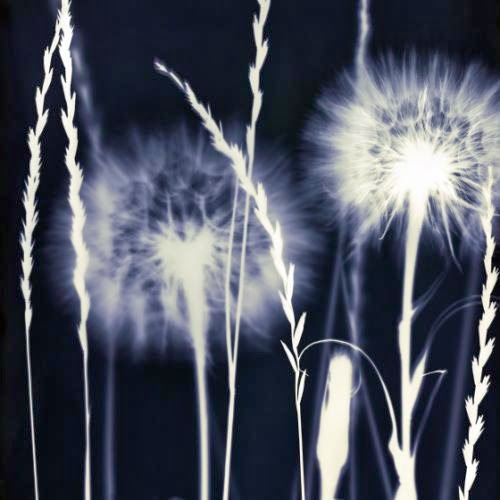 Weird and Wonderful: Photograms