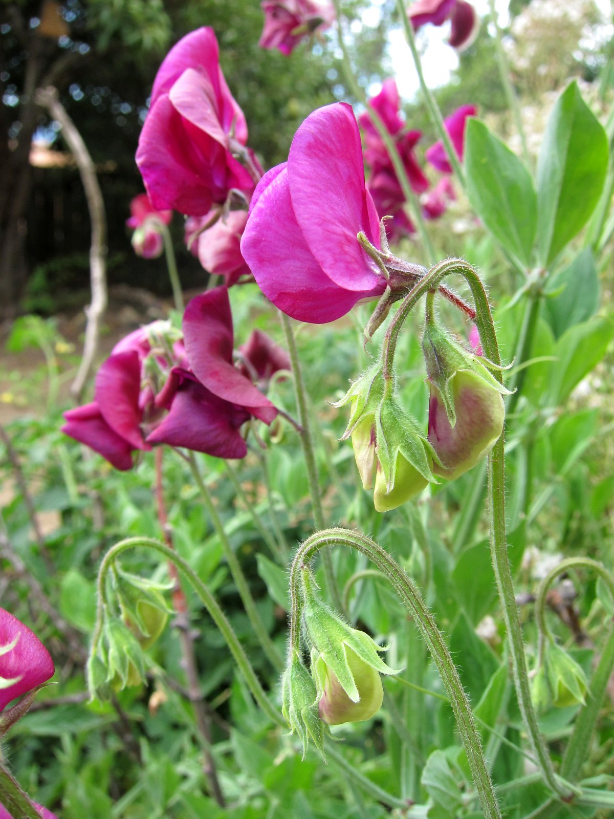 Chronica Domus: What's Blooming Inside: The Sweetest of Sweet Peas