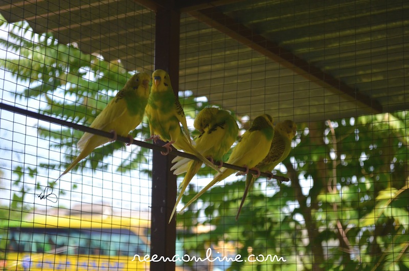 Reena's Online: Burung Baji / Budgie Bird