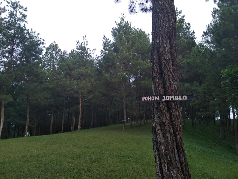 Suasana di Hutan Pinus Bukit Gedogan Sodonghilir | Tasik Hits ...