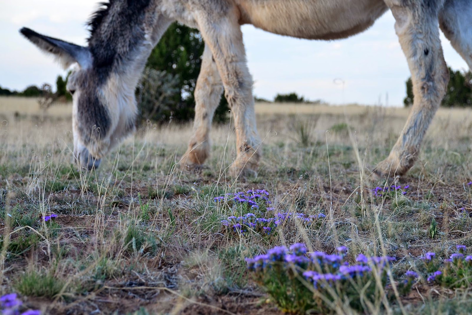 The 7MSN Ranch: Pretty purple plants in the pasture