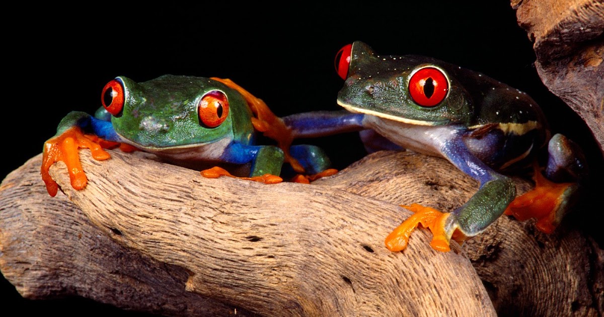 Imagenes de sapos y ranas: Fotografia ranas coloridas [11-10-17]