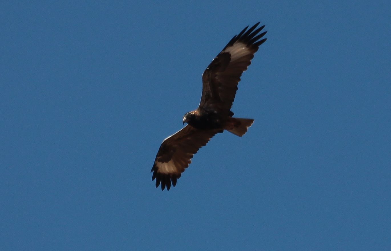 Richard Waring's Birds of Australia: Birds of Prey - Australian Hobby ...