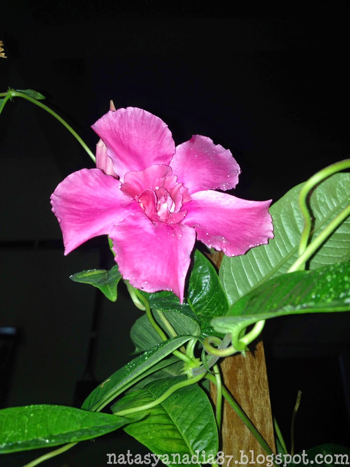 Natasya Nadia: Bunga Mandevilla