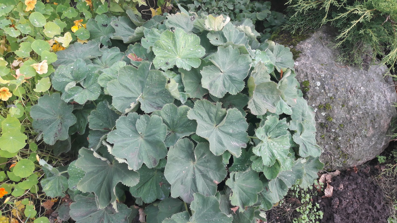 ÕPIMAPP: Õpimapp:püsililled ja suvelilled