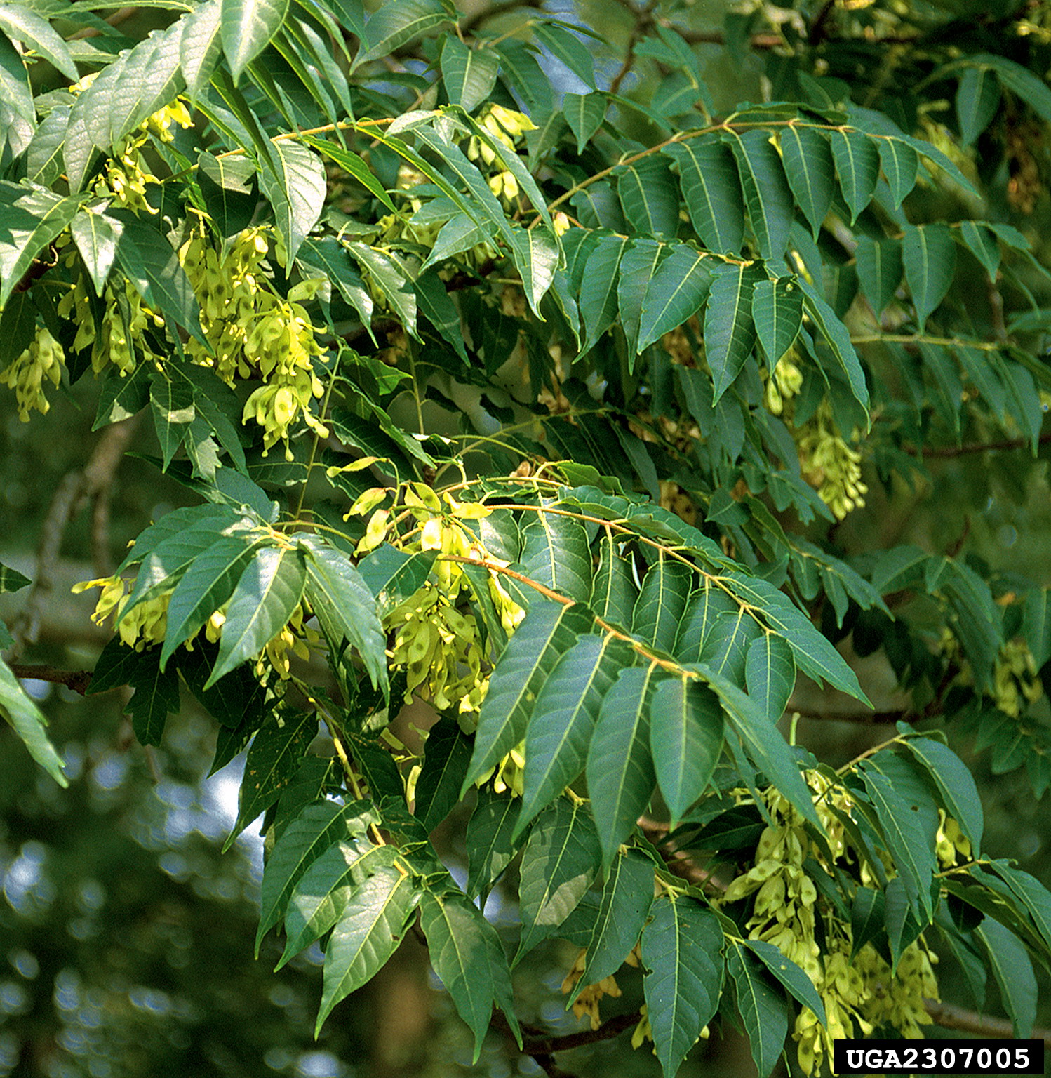 Liliana Usvat - Reforestation and Medicinal use of the Trees : Mayan ...
