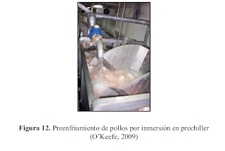 MATANZA DE AVES DE MANERA INDUSTRIAL Y MANUAL: ETAPAS DEL PROCESO DE ...