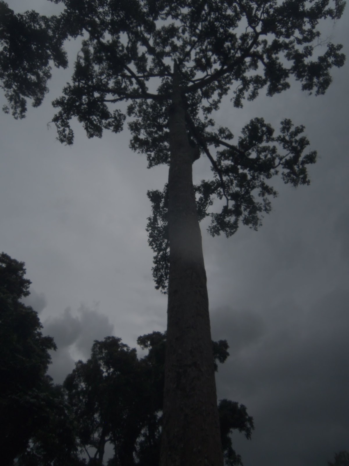 Plants and their uses: Plants and Trees