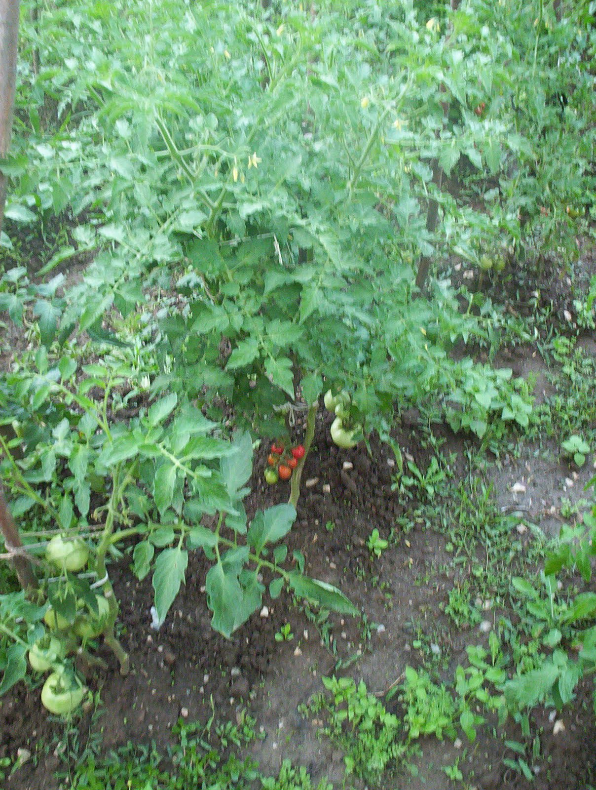 Despre gradini si alte cele: Poze cu verzi si rosii