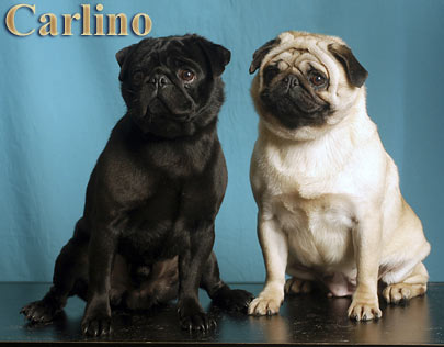 El caniblog.: El Carlino