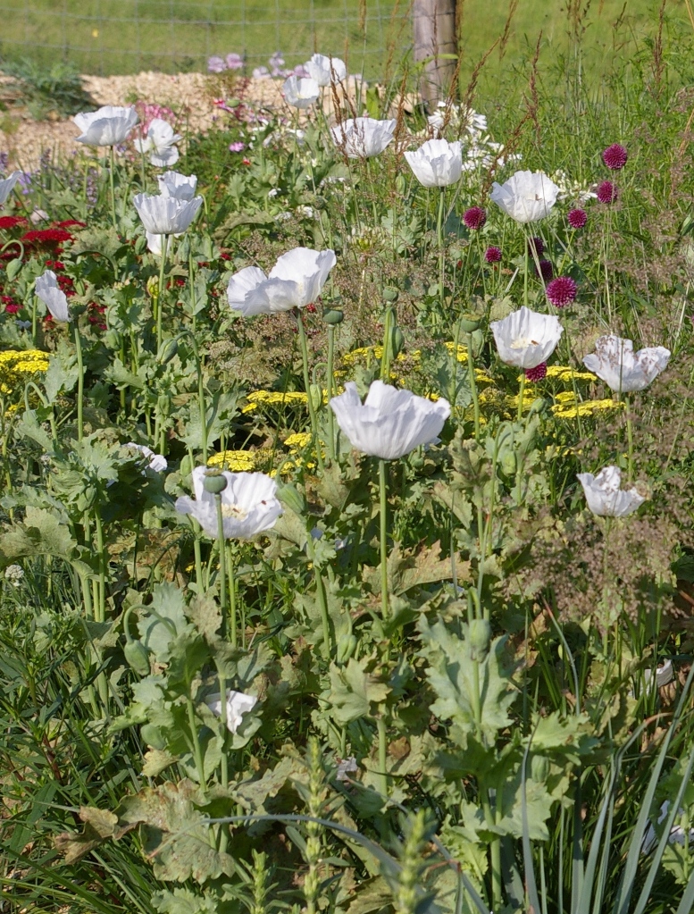 John Grimshaw's Garden Diary: White poppies