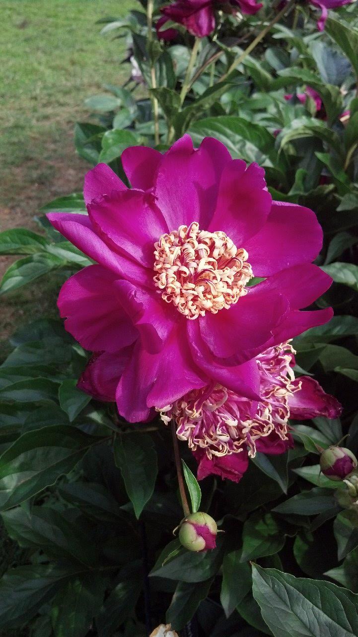 Peony power: Divide now for more spring blooms
