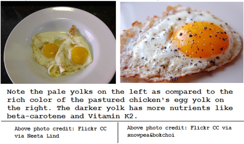 Chickens: 12 of the Best Brown Egg-Layers | Big Picture Agriculture