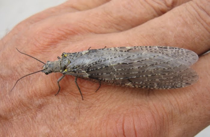 Tangled Web: Mantidfly, Antlion, Fishfly, Lacewing and Dobsonfly ...